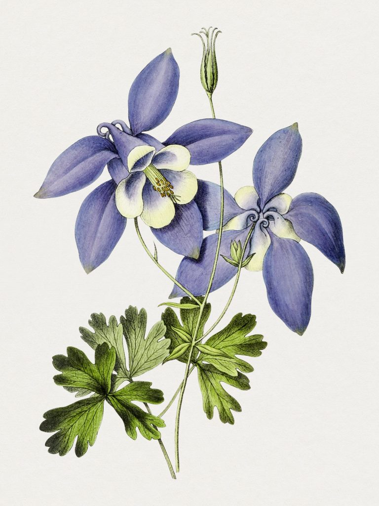 The Herb Letters | The gift that gives all year